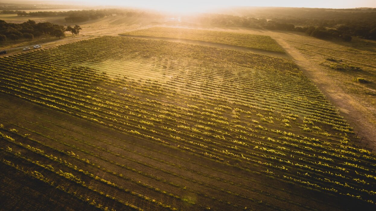 Savor the Best of Texas Hill Country Wineries This October - San ...